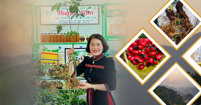 Huỳnh Sâm - Sâm Ngọc Linh Nam Trà My